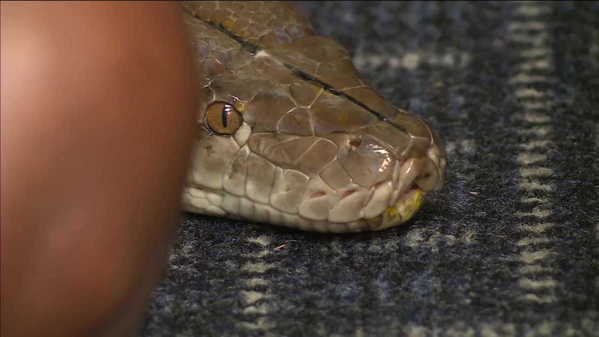 Bethany man reunited with missing 15-foot python