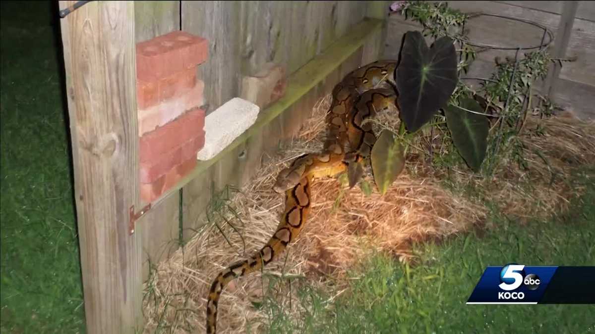 92-year-old man finds missing 15-foot snake in Bethany