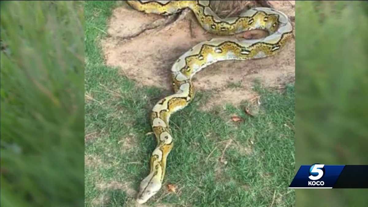Neighbors on alert after 15-foot snake goes missing in Bethany