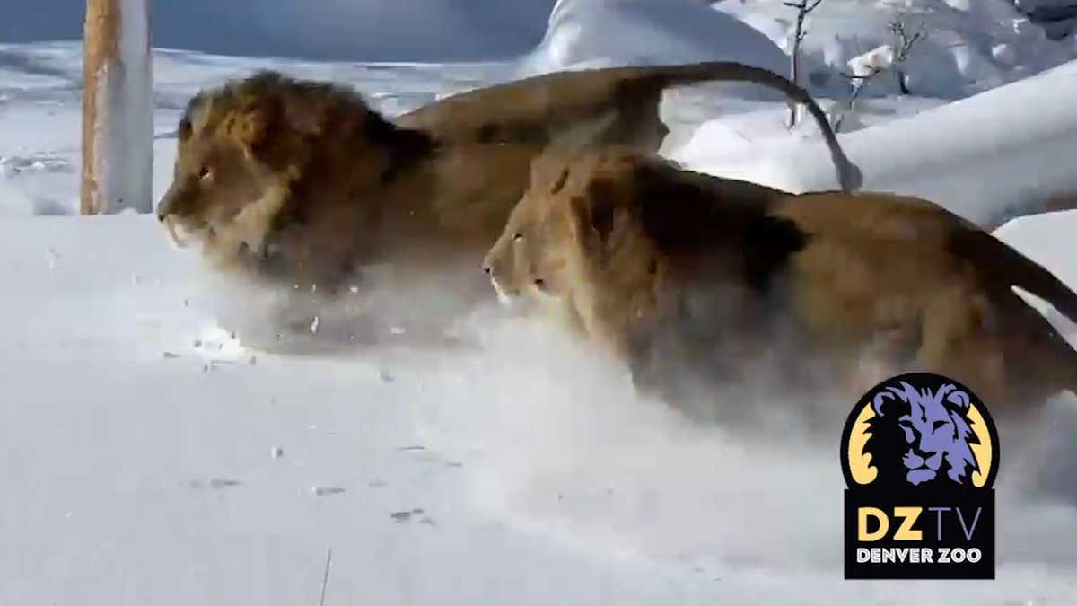 WATCH: Lions at the Denver Zoo have a blast playing in snow