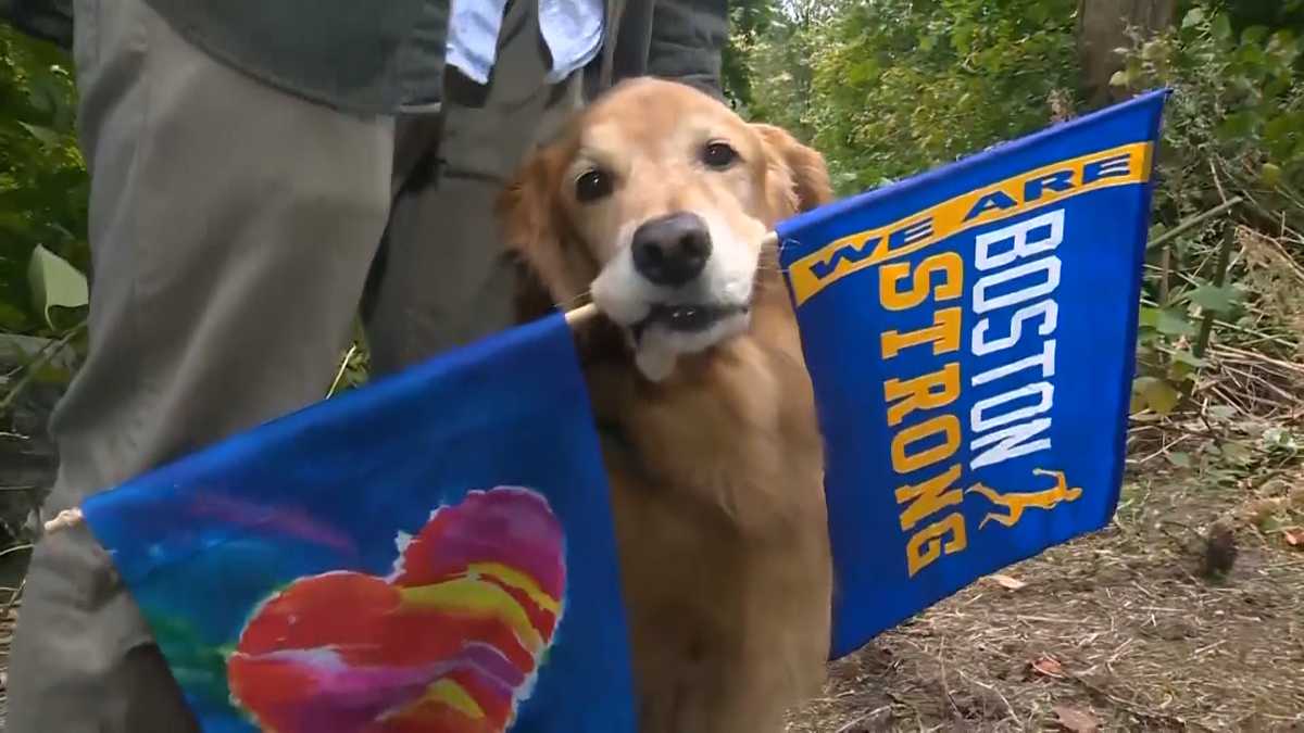 Spencer's owners mourn death of beloved Boston Marathon dog