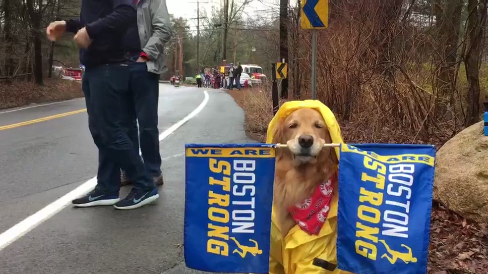 Golden retrievers to cross finish line to honor 'Boston Marathon Dog'