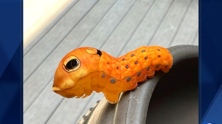 Uniquely colored caterpillar spotted in Pennsylvania backyard