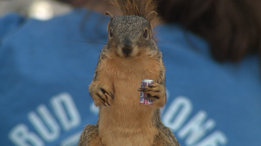 Bentonville's World Champion Squirrel Cookoff draws hundreds of taste ...