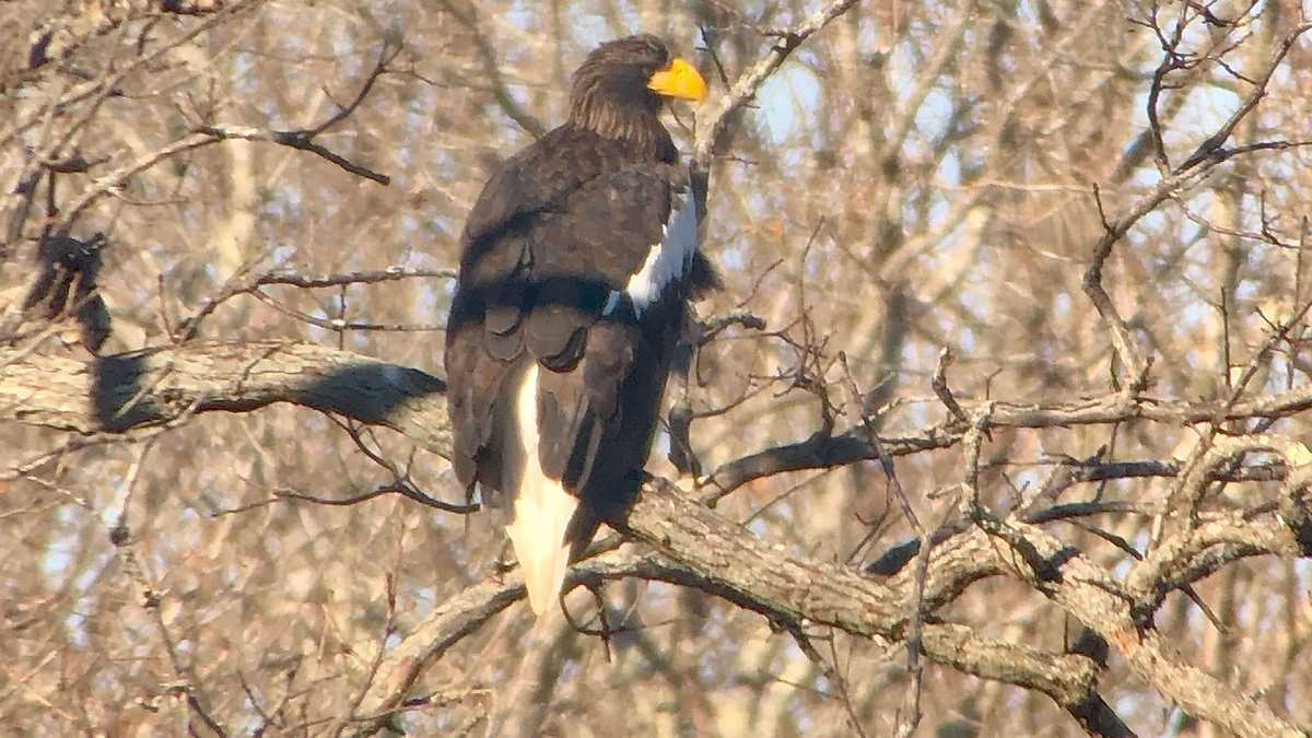 Rare species of eagle thrills bird lovers, baffles scientists