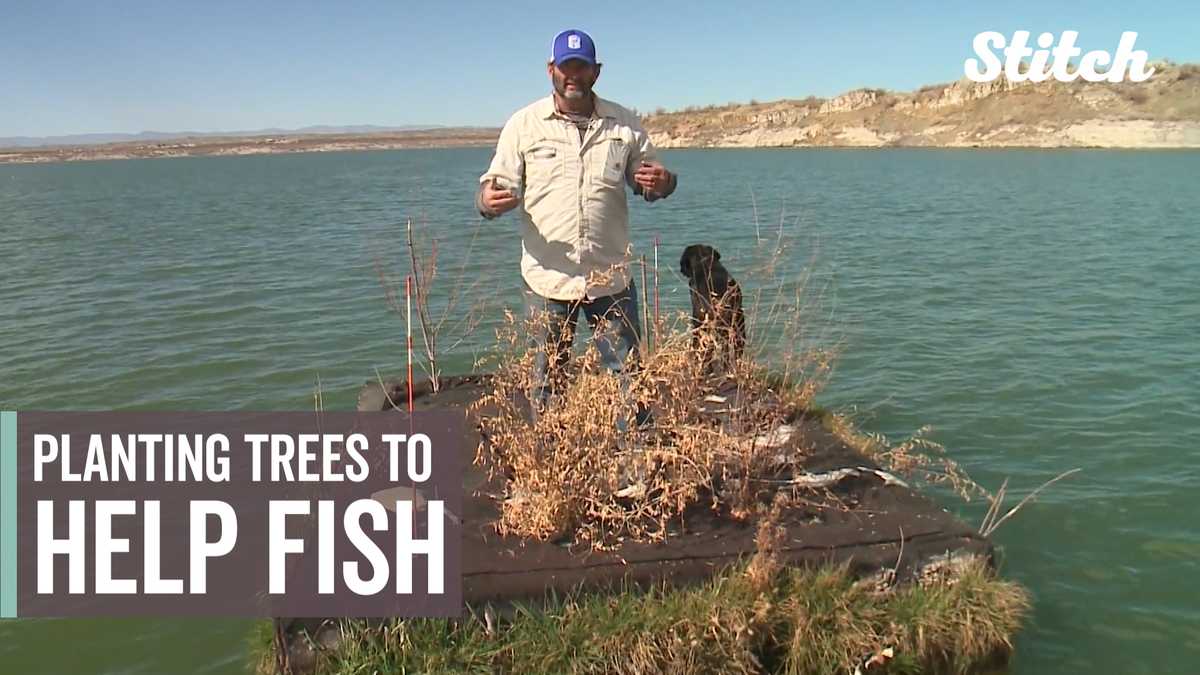 Volunteers plant trees underwater to help fish survive drought