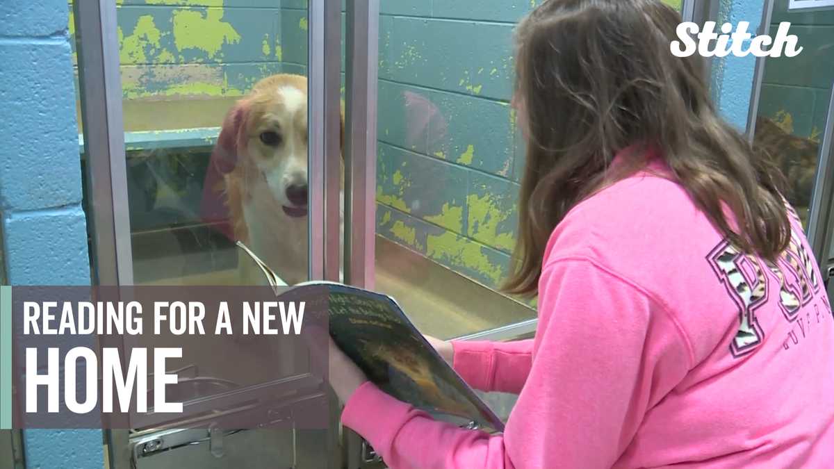 Finding dogs forever homes through books
