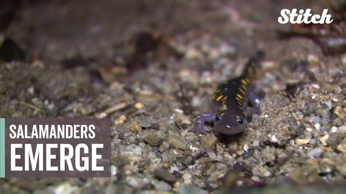 Volunteers lend helping hand to salamanders on the move