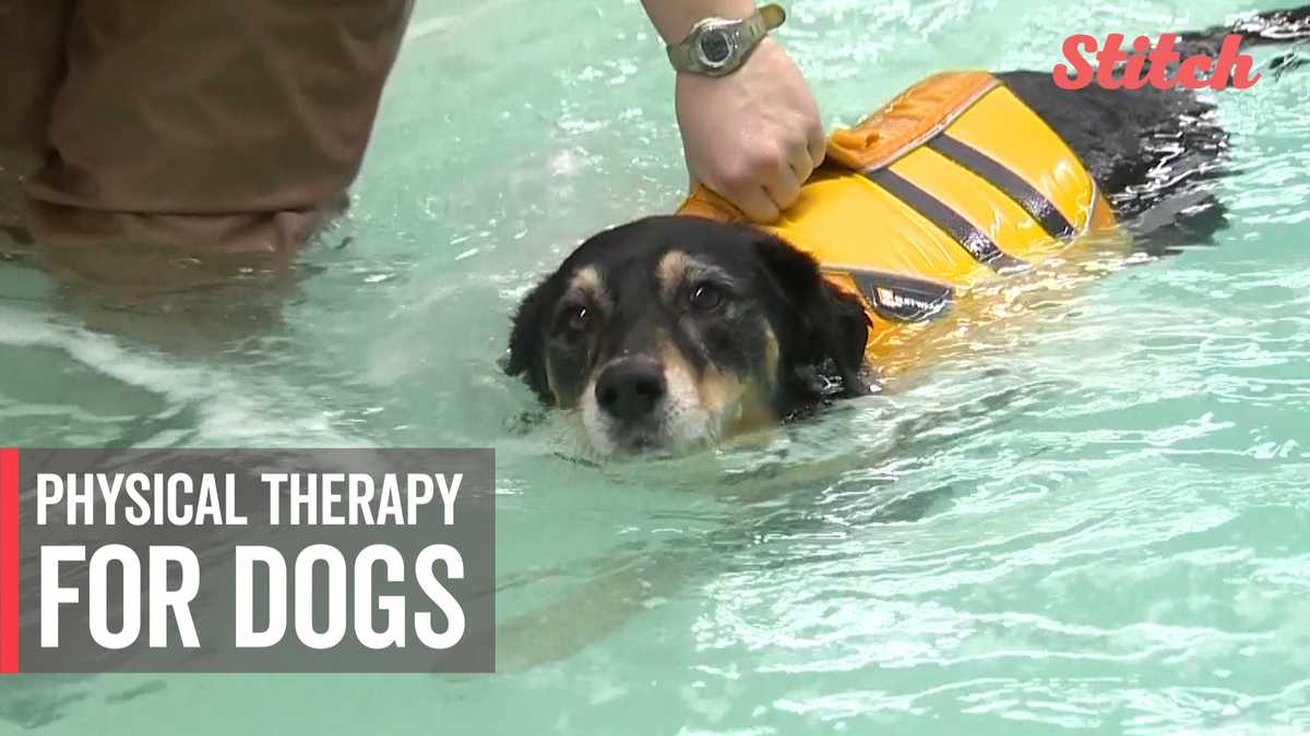 Treatment center offers physical therapy for pooches in need