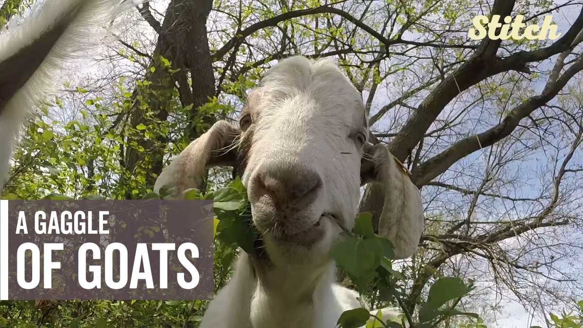 Calling all goat lovers! Four-legged friends helping out park's ...