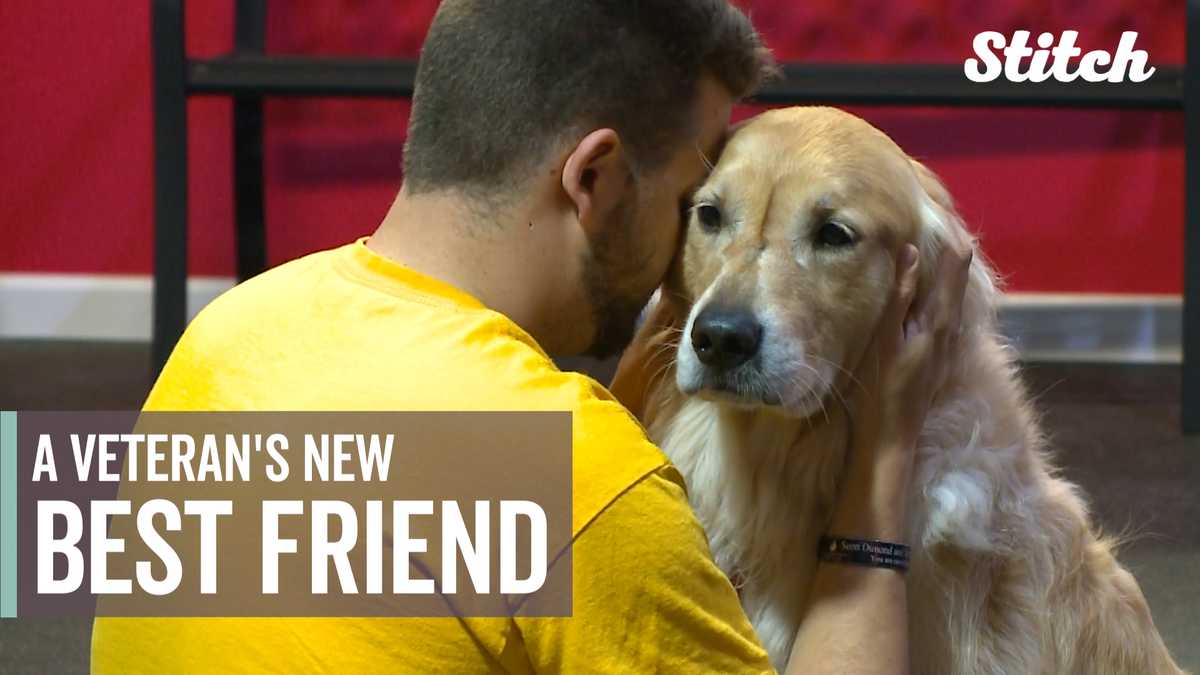 Beloved service dog becomes veteran's permanent partner