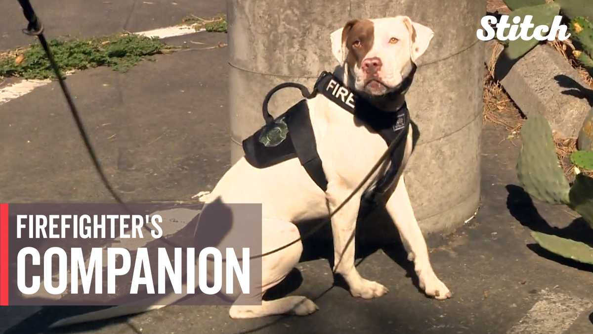 Specially-trained dog uses nose to help arson investigators solve crimes