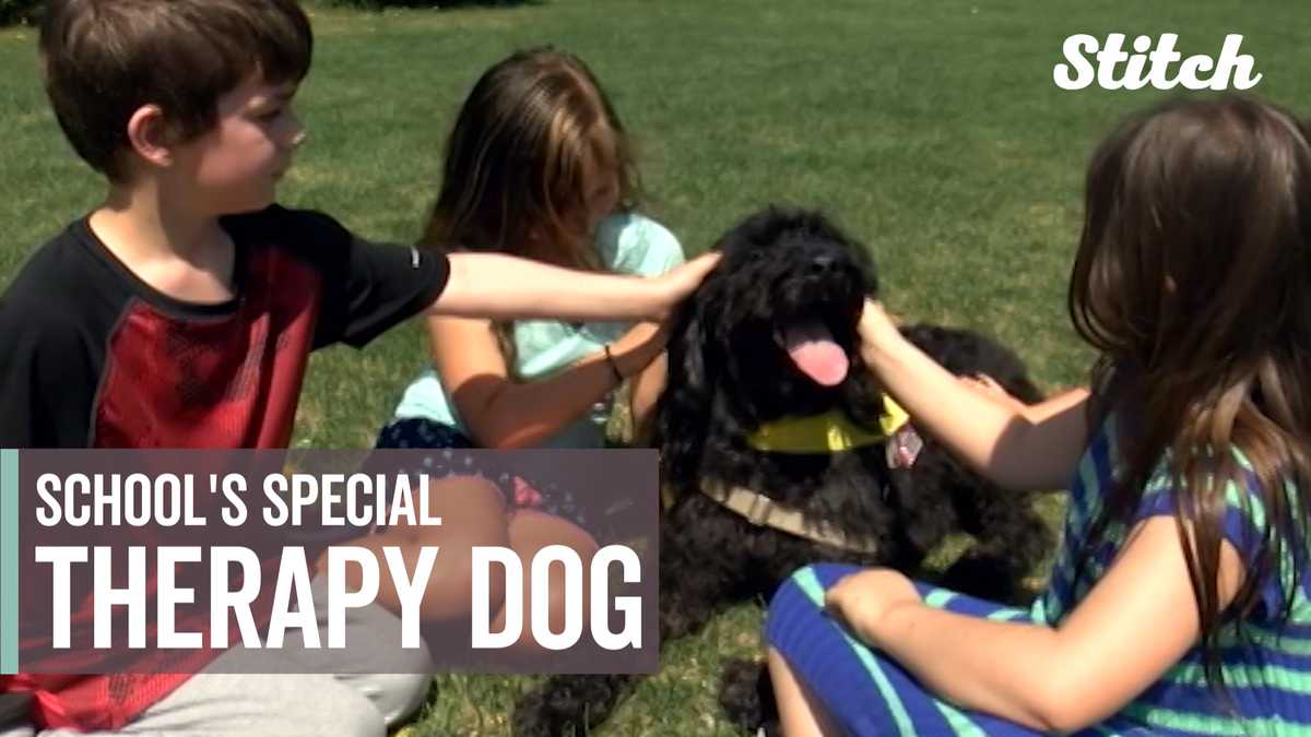 Therapy dog helps elementary school students de-stress, boosts morale