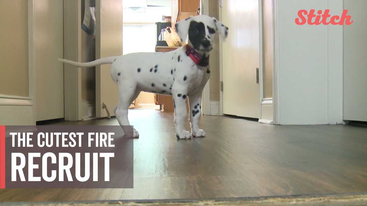 Kentucky fire department welcomes its cutest recruit