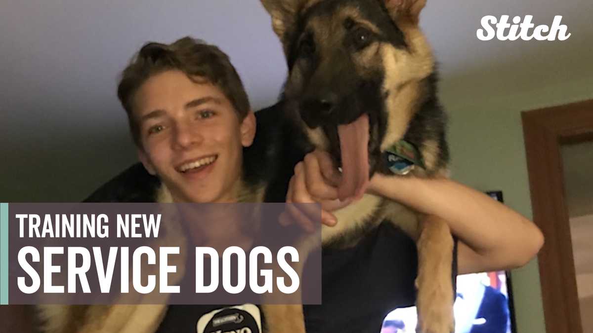 Mother and son volunteer to help train future service dogs