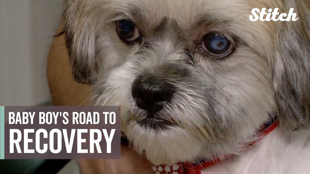 Severely burned and left for dead, dog makes remarkable recovery