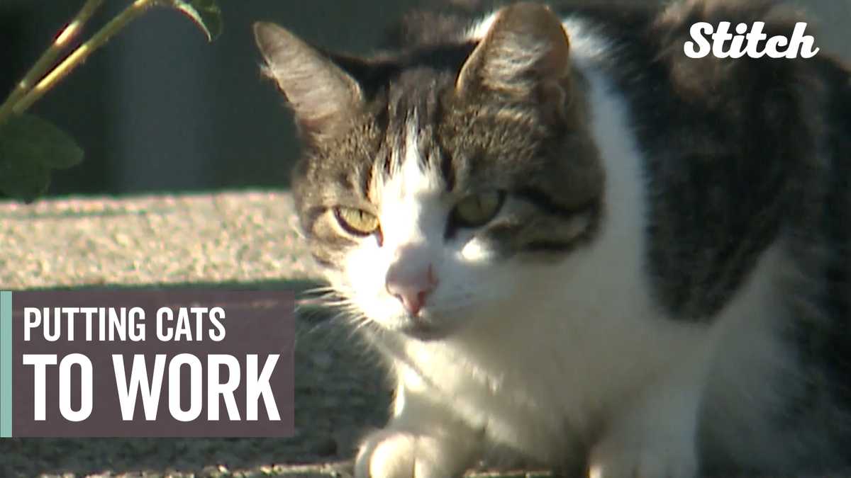 Working cat program helps local businesses thrive