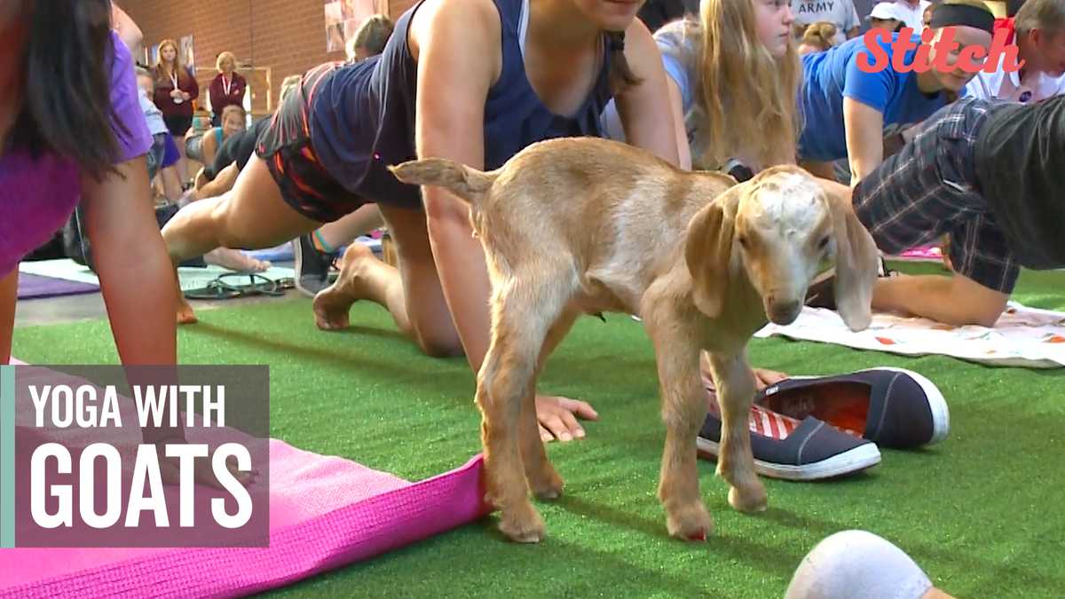Goat yoga gives state fair attendees something to bleat about
