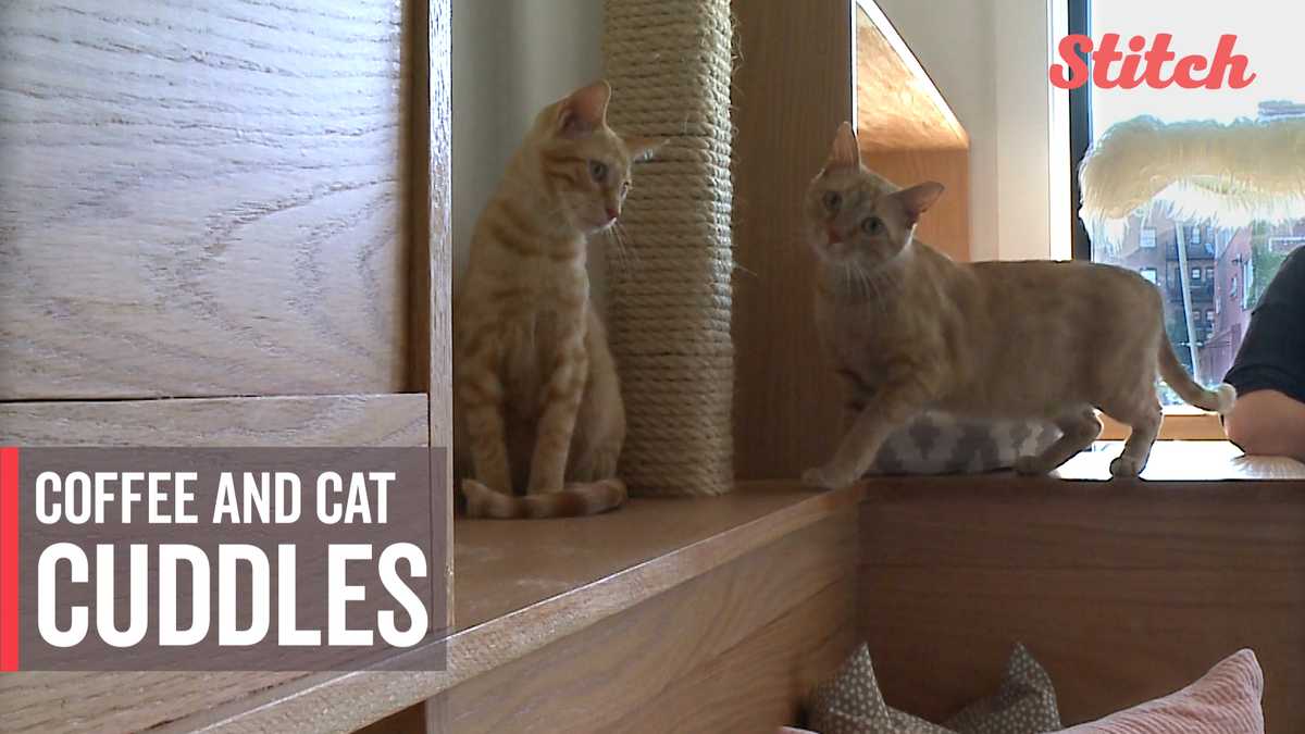 Cat cafe offers caffeine, cuddles in effort to help felines find ...