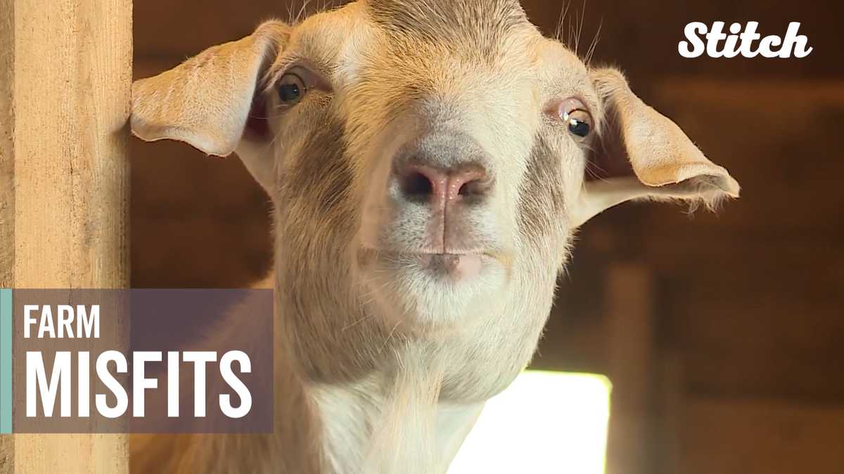 Misfit Farm takes in, nurtures abandoned and abused animals