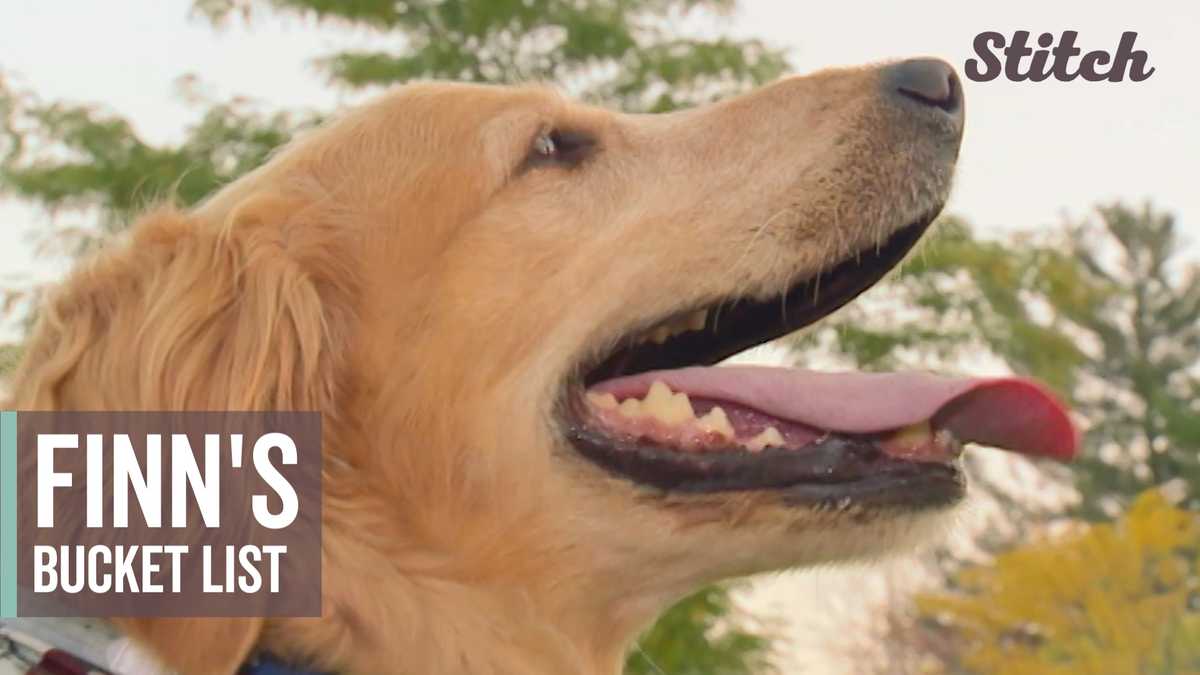 Family on mission to complete bucket list for dog with terminal cancer