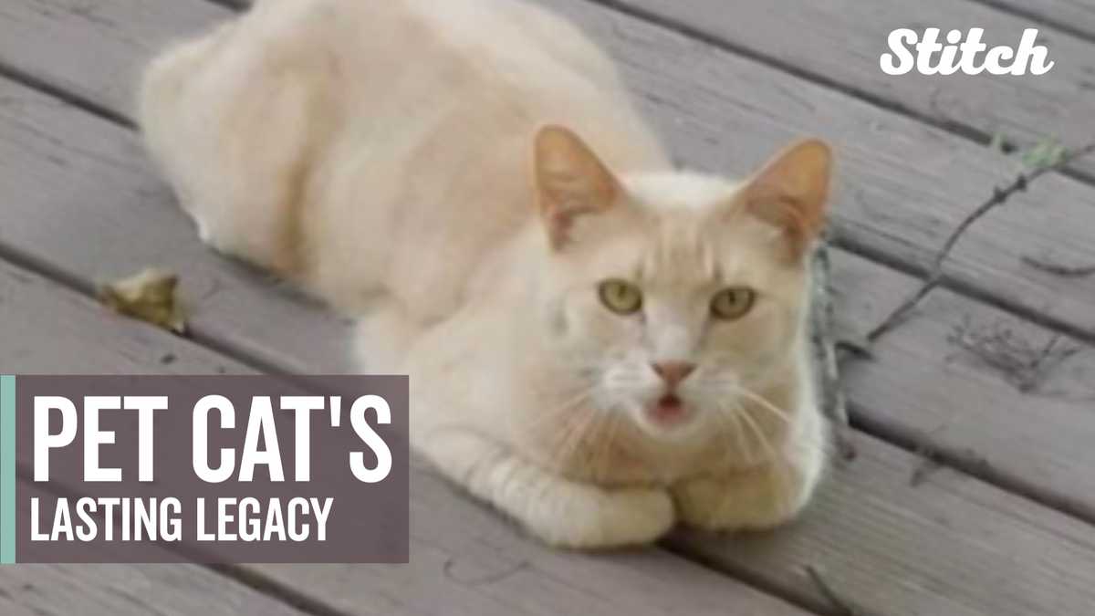 Message in cat's obituary inspires readers to donate thousands for ...