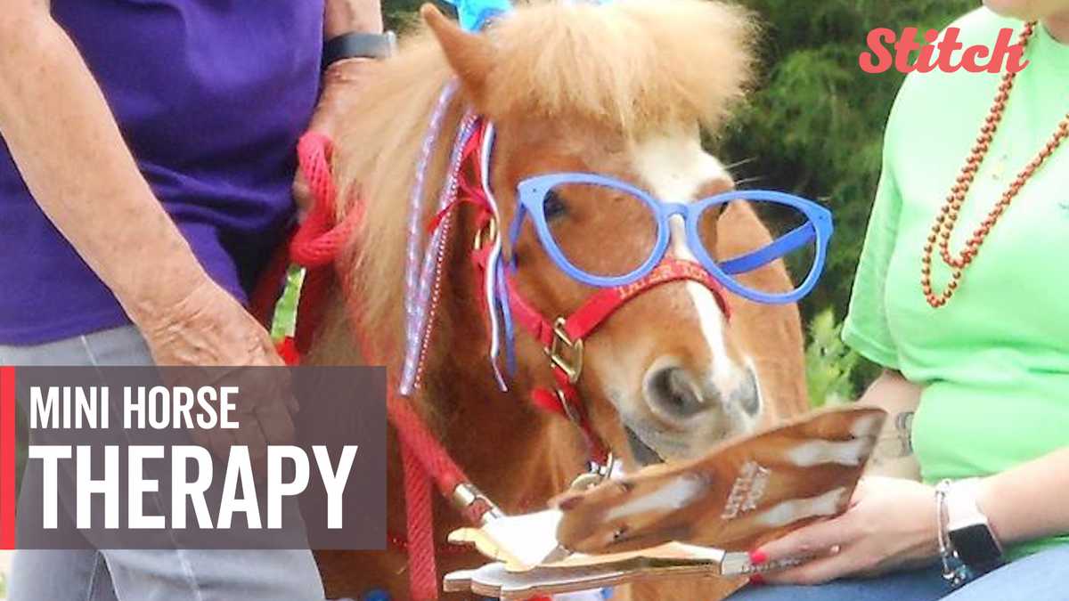 Miniature horses pioneer a new form of therapy