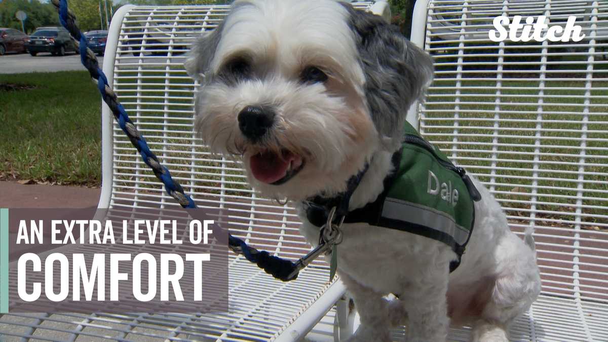 Comfort puppy Dale helps abused, neglected, abandoned children open up