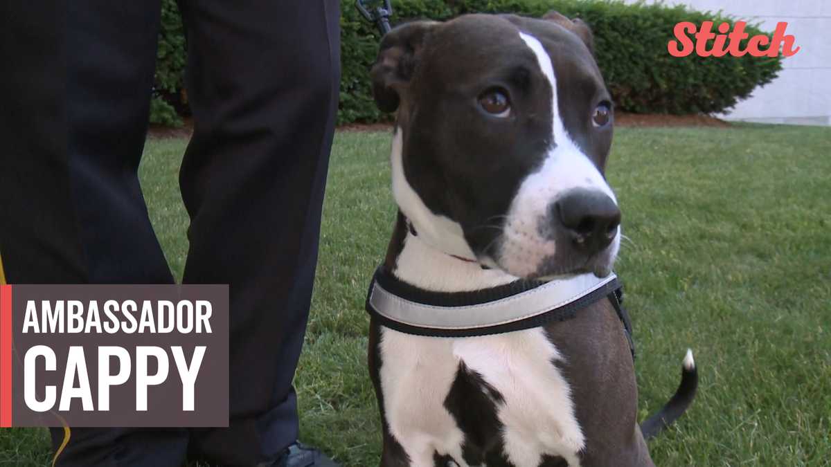 Stray pit bull gets fresh start as police department's new official ...