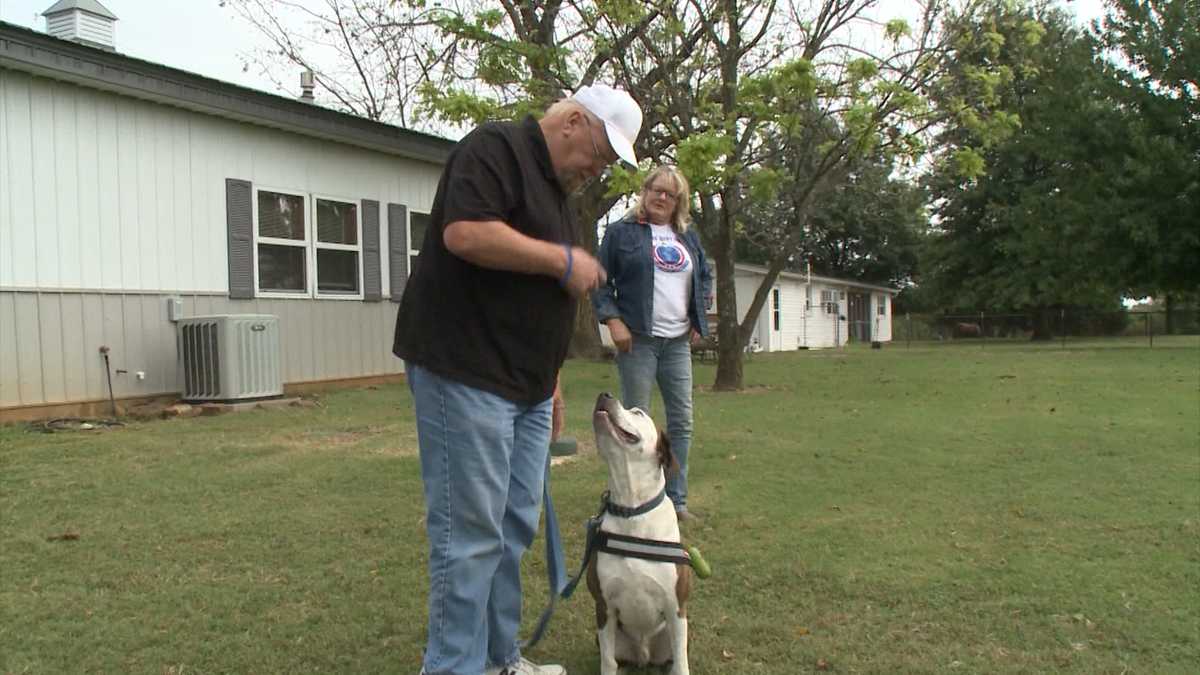 Service dog helping Vietnam veteran cope with PTSD