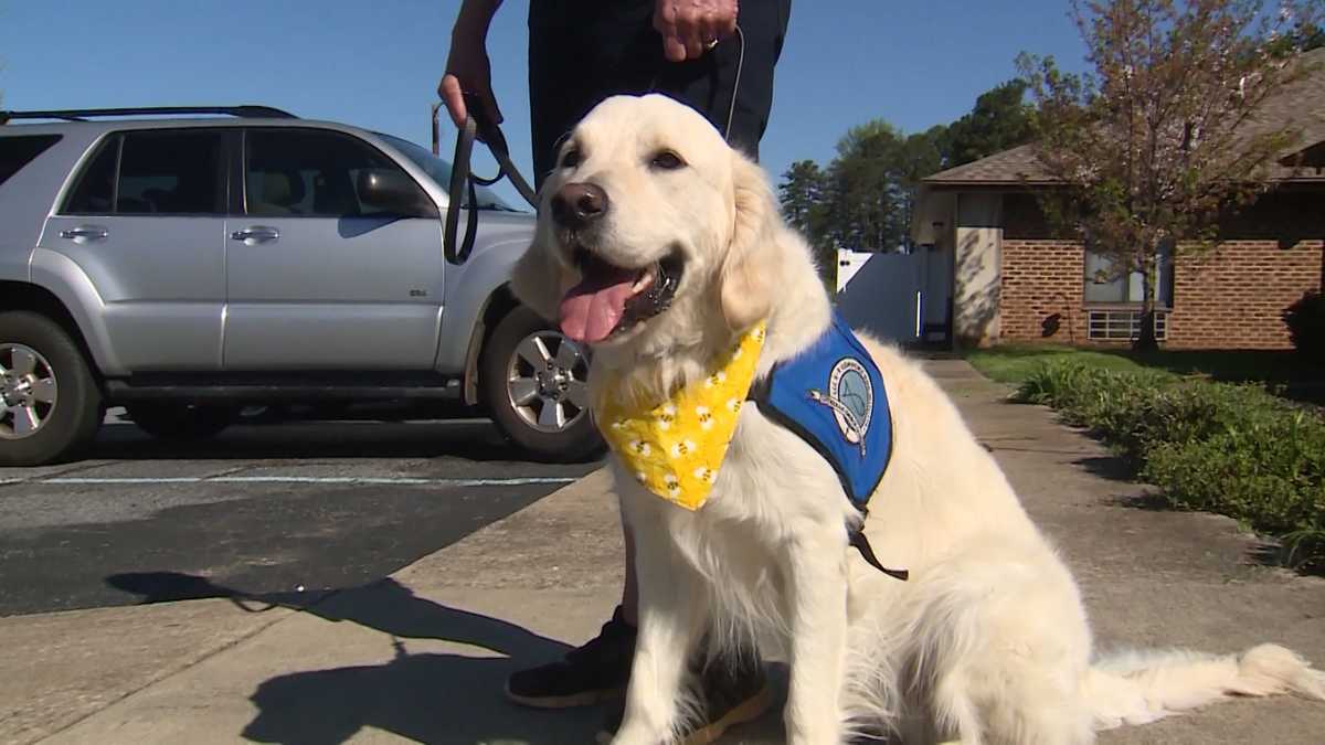 ‘Just lifts their spirits’: Comfort dog offers companionship to ...