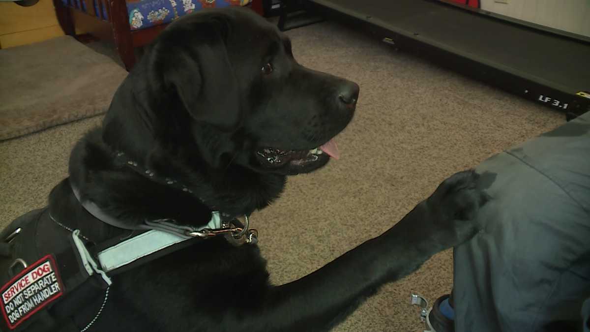 Dog named Dolly Pawton provides service, comfort to her owner