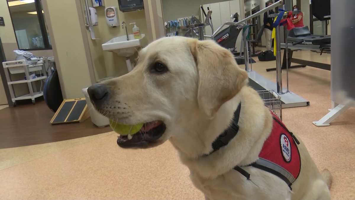 Louisville hospital 'facility dog' brings joy to patients