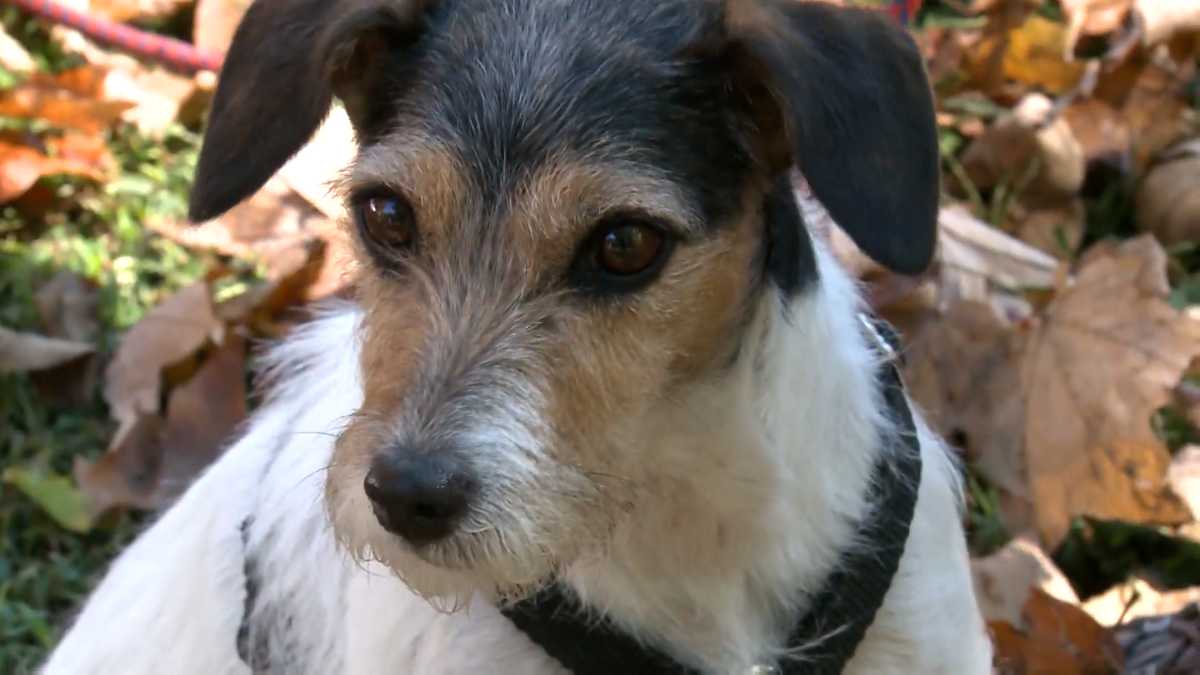 Pocket full of sunshine: Rescue dog helps woman missing in woods for 2 days