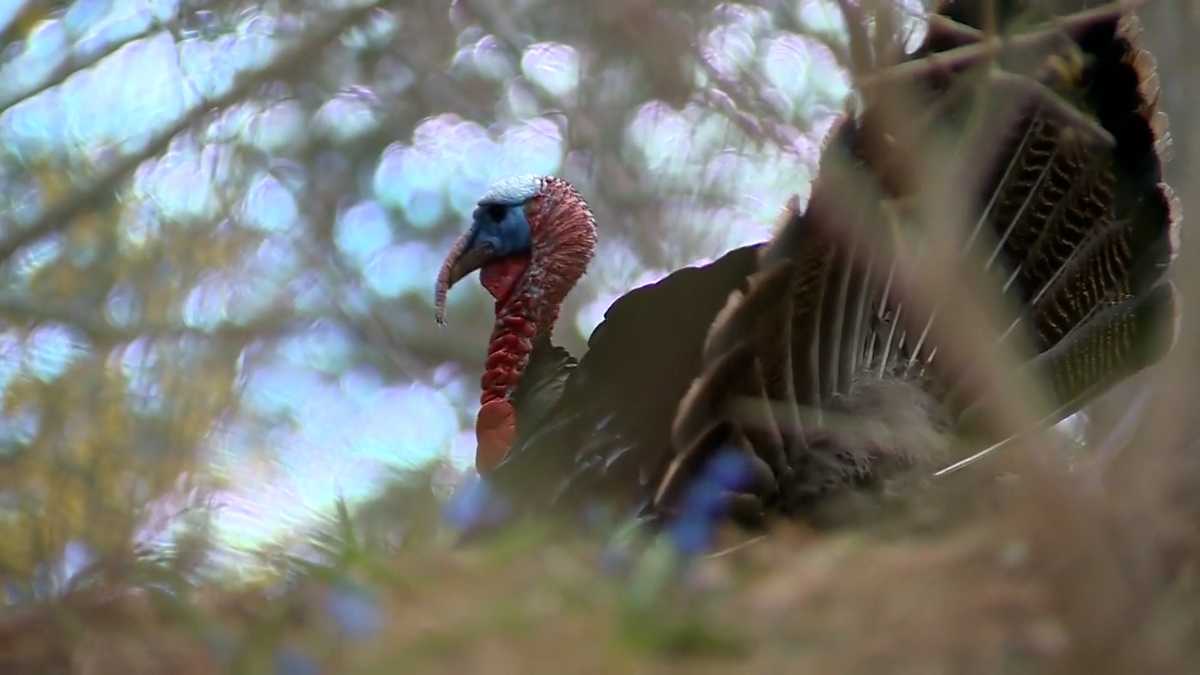 Big, bad bird bullying Boston burg with blockages, blitzes