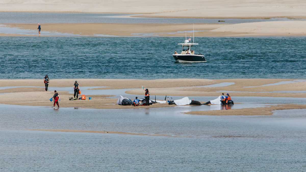 Rescue team responds to help pod of stranded whales off Cape Cod