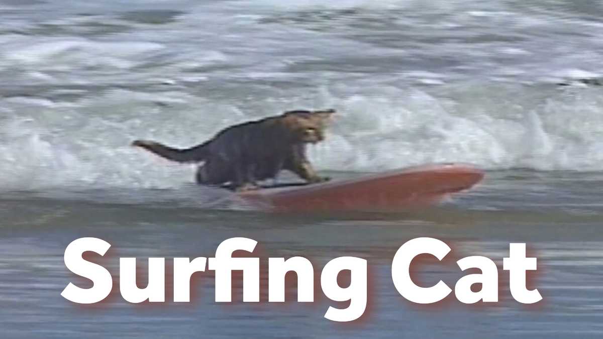 RETRO FIND: Surfing cat was ‘da bomb’ in the ‘90s