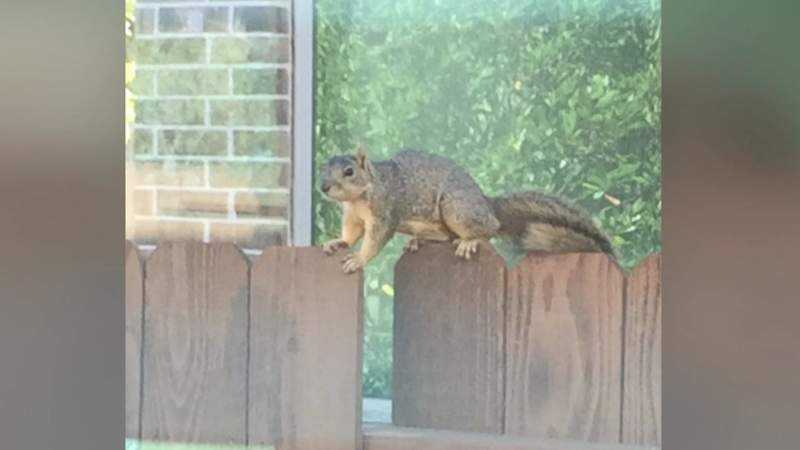 Texas neighborhood in fear of aggressive squirrel that attacked two women