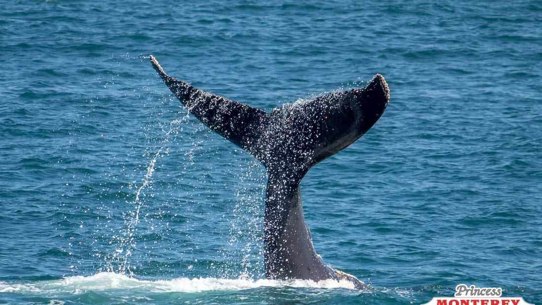 WATCH: Humpback makes a splash with whale tail slaps