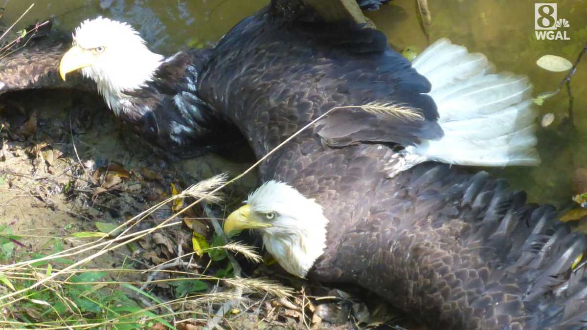 Pa. game warden frees talon-tangled bald eagles