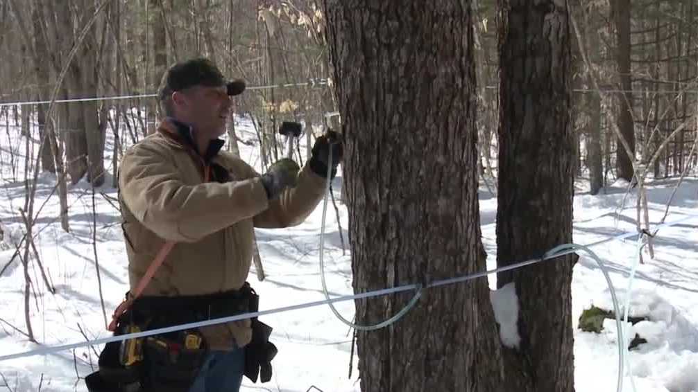 Forecast ideal for maple season in New Hampshire