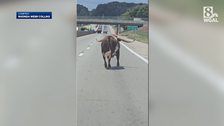 Video: Escaped bull trots along I-83 in York County