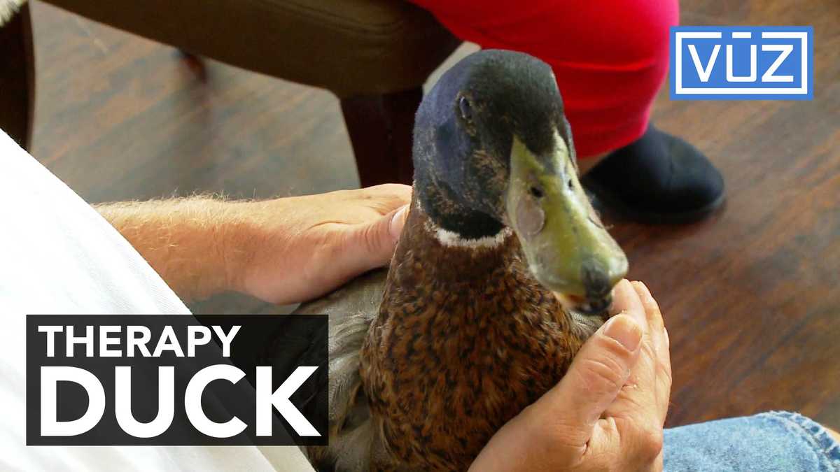 Meet Webster the therapy duck
