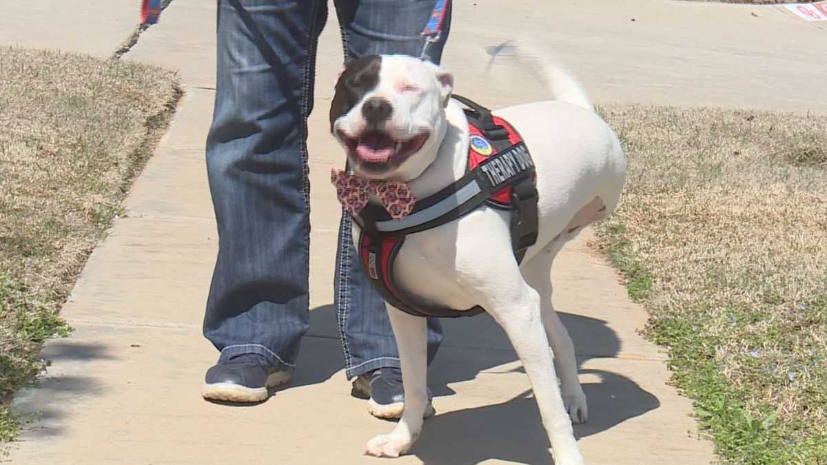 Three-legged rescue pit bull becomes therapy dog in Oklahoma