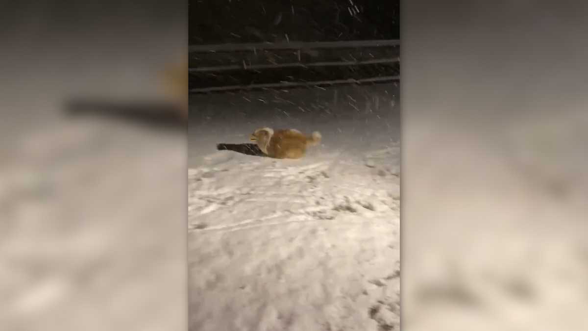 Alabama dog runs through heavy snow at Hazel Green home alwx