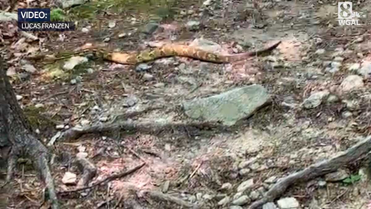 Grandmother captures photos of timber rattlesnake at Pa. state park