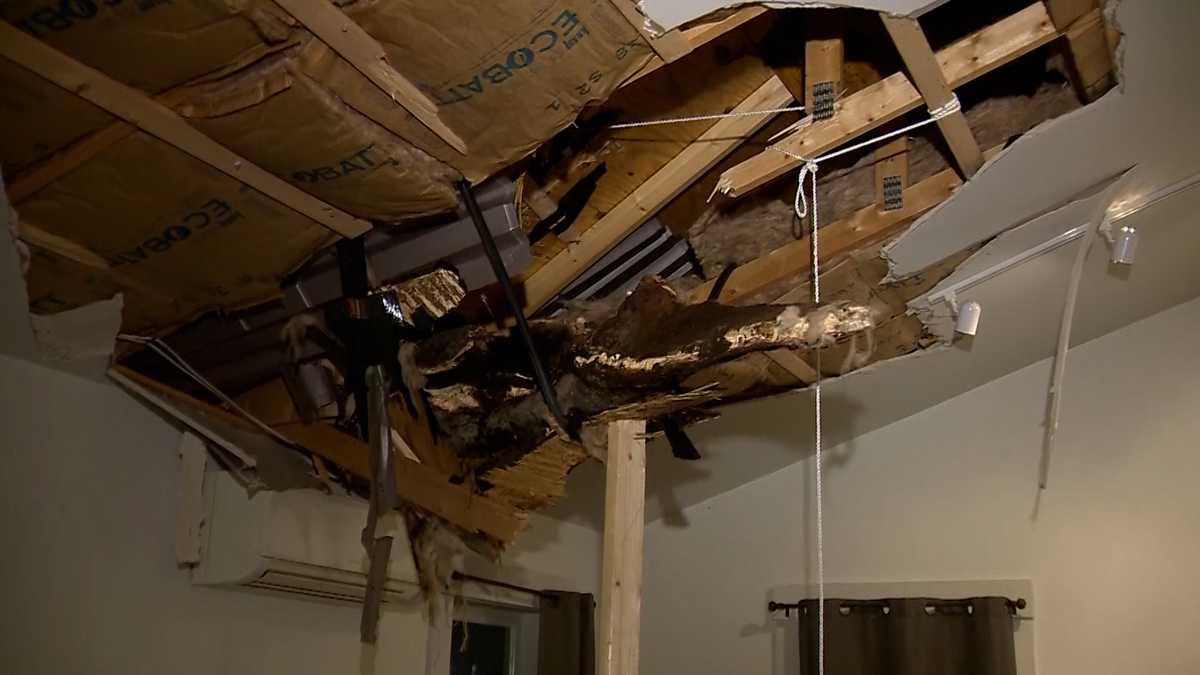 Powerful winds topple tree onto Boston home, limb smashes through roof