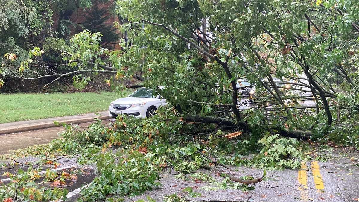 Trees down in NW Baltimore amid rain