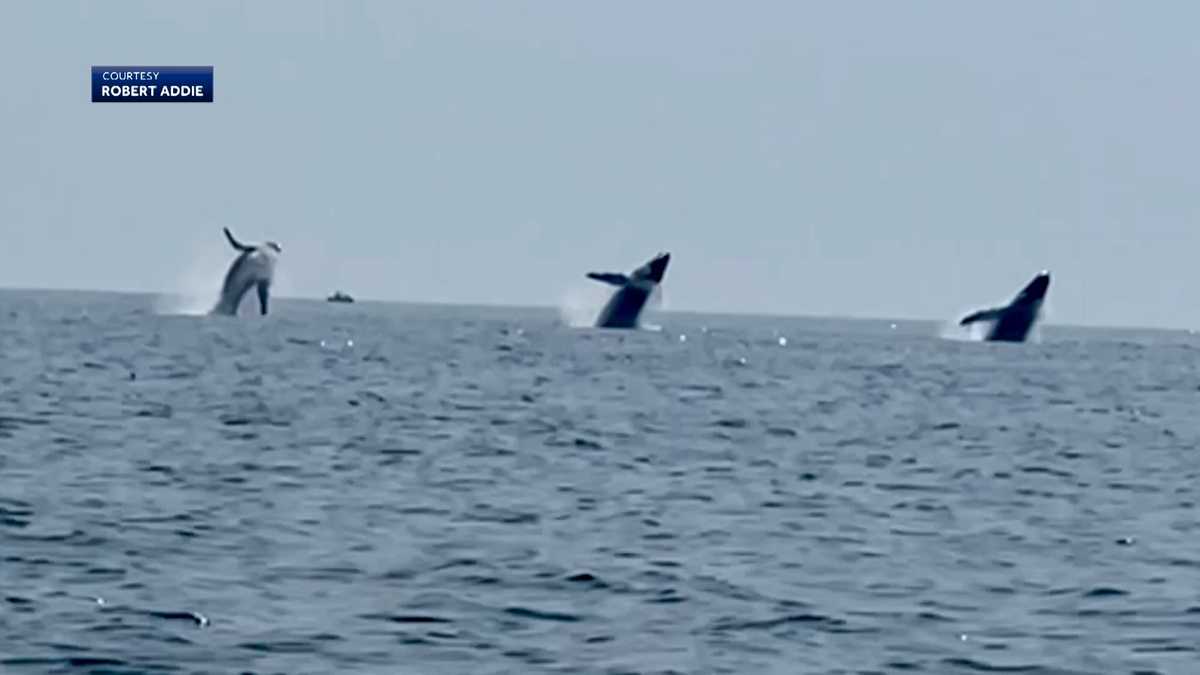 Man captures video of rare triple whale breach off Cape Cod
