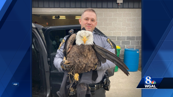 Pa. State Police troopers help injured bald eagle in Perry County